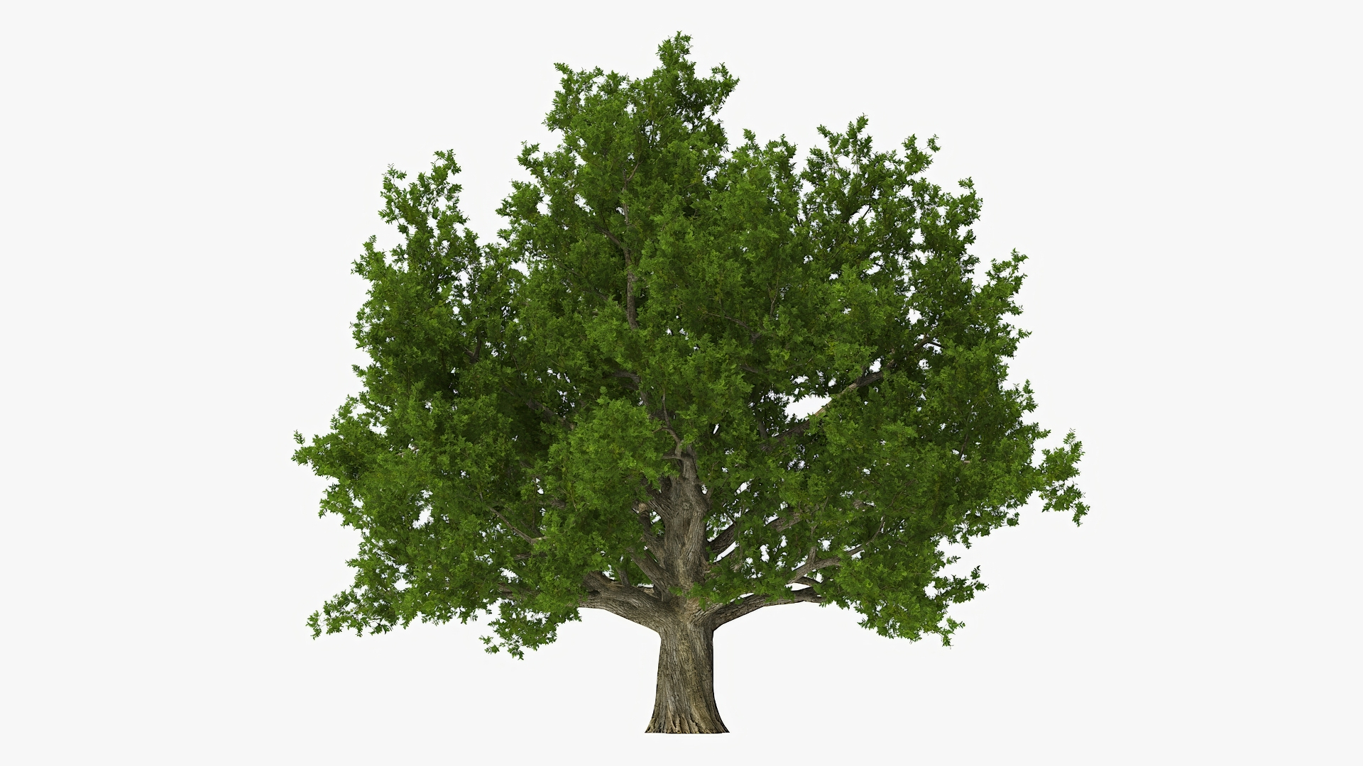Realistic Oak Tree 3D Model - TurboSquid 2329773