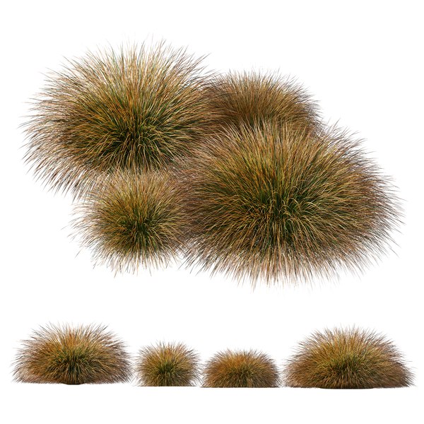 Carex testacea store