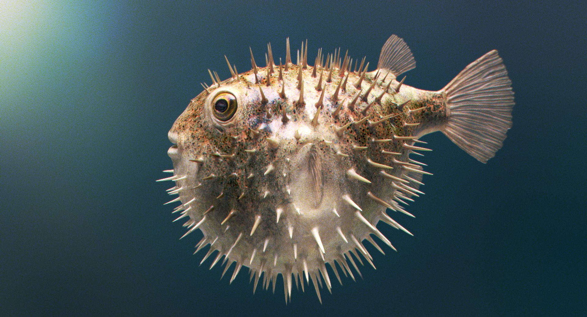 Puffer Fish 3D Model - TurboSquid 1312577