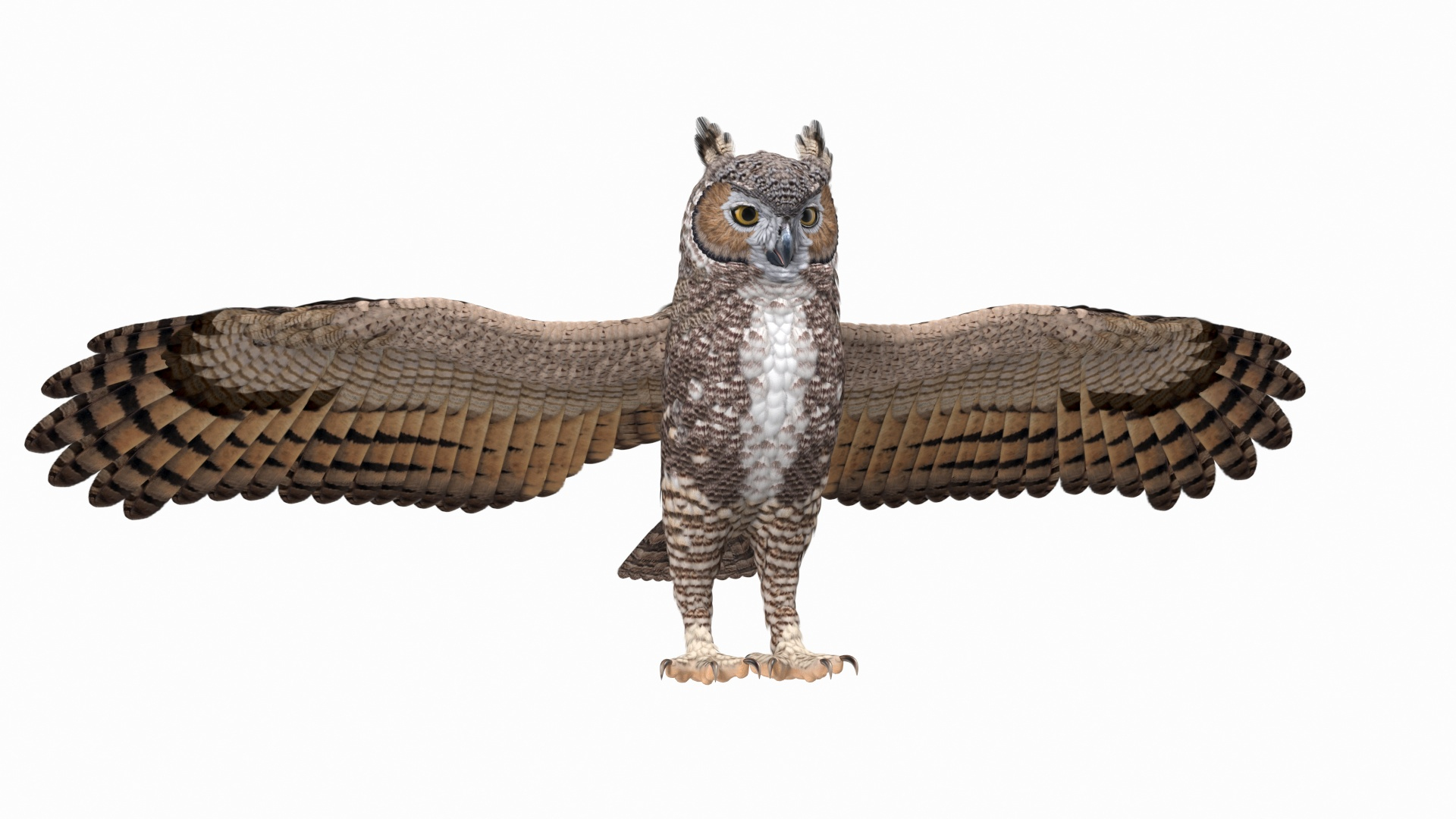 Great Horned Owl T-pose 3D Model - TurboSquid 1518903