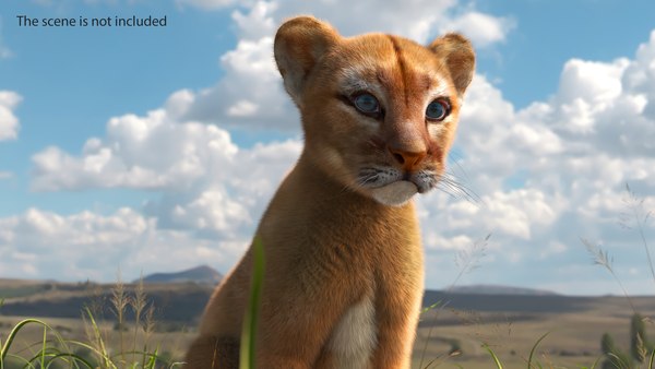 modelo 3d Cachorro de puma sentado con pelaje para Maya - TurboSquid ...