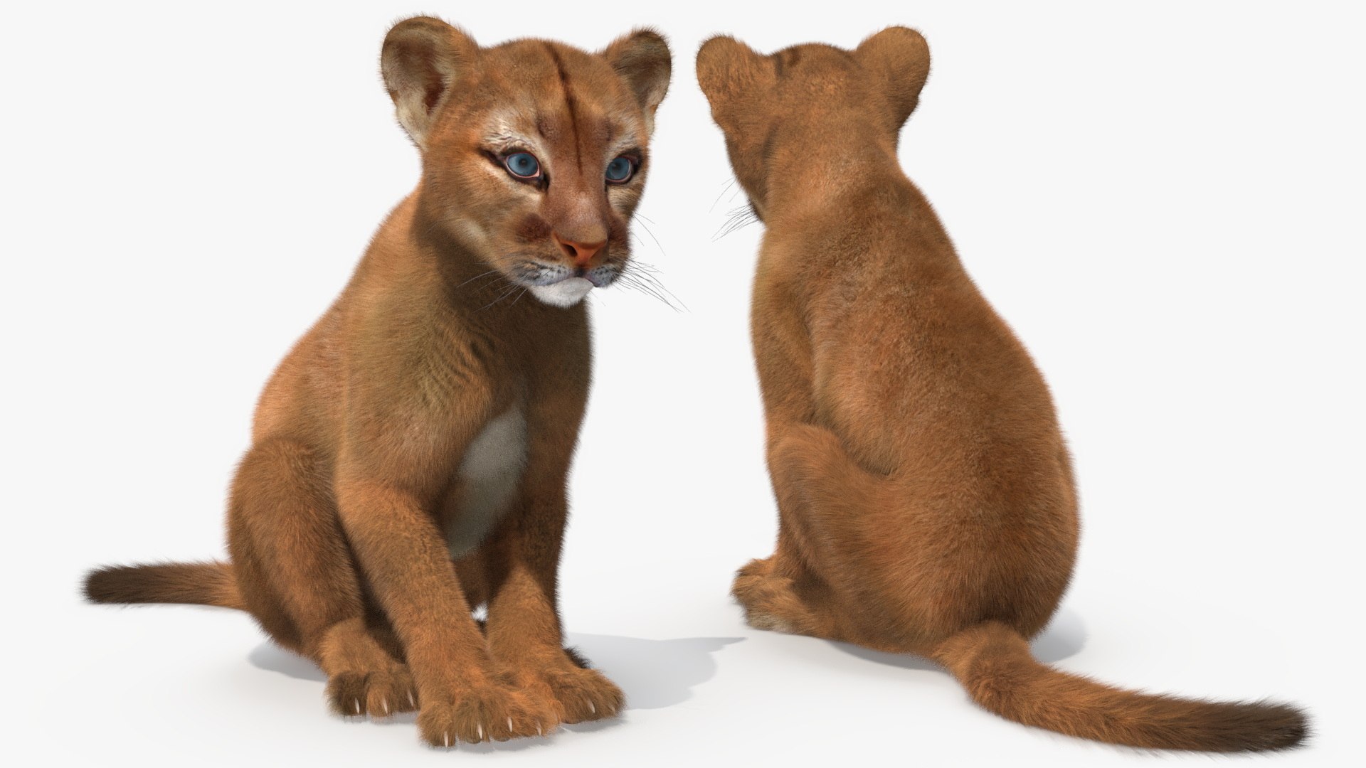 Puma Cub Sitting Pose With Fur For Maya 3D Model - TurboSquid 2402489