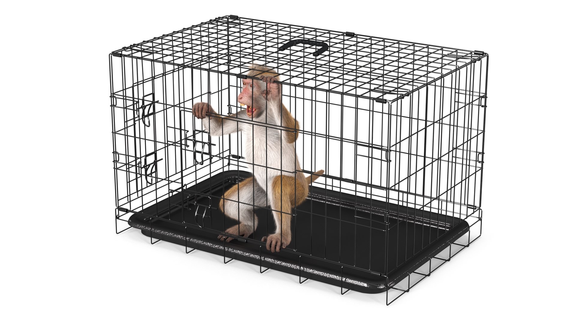 Aggression Brown Macaque Isolated In Cage Fur For Maya Model - TurboSquid 2478904