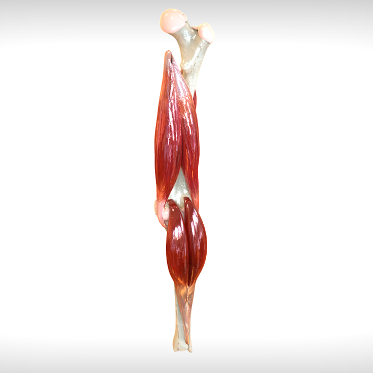 human knee joint anatomy animation 3d model