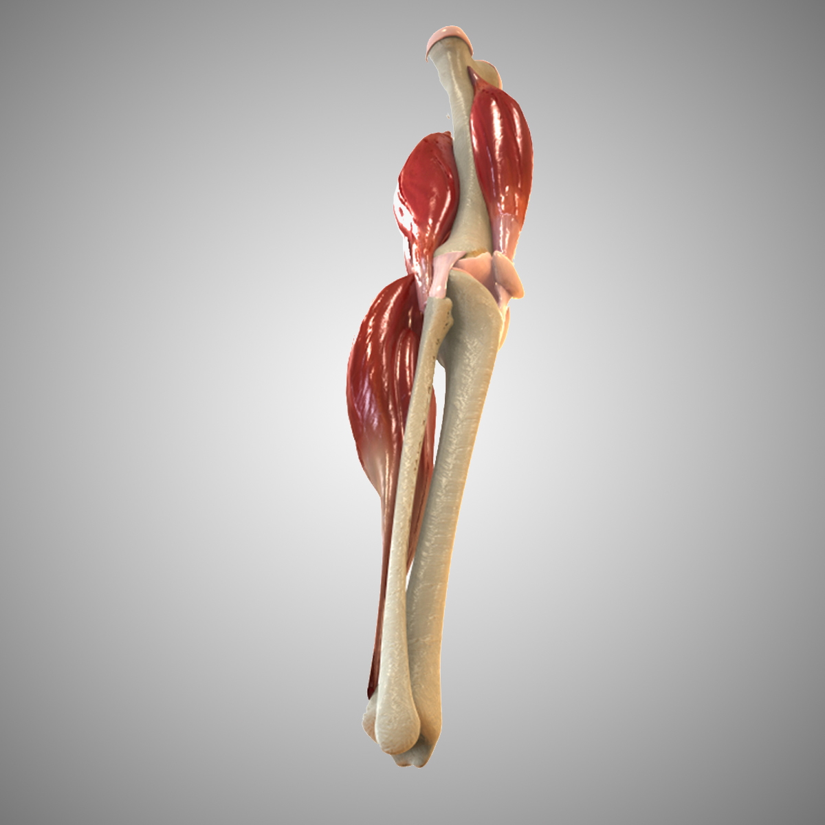 human knee joint anatomy animation 3d model