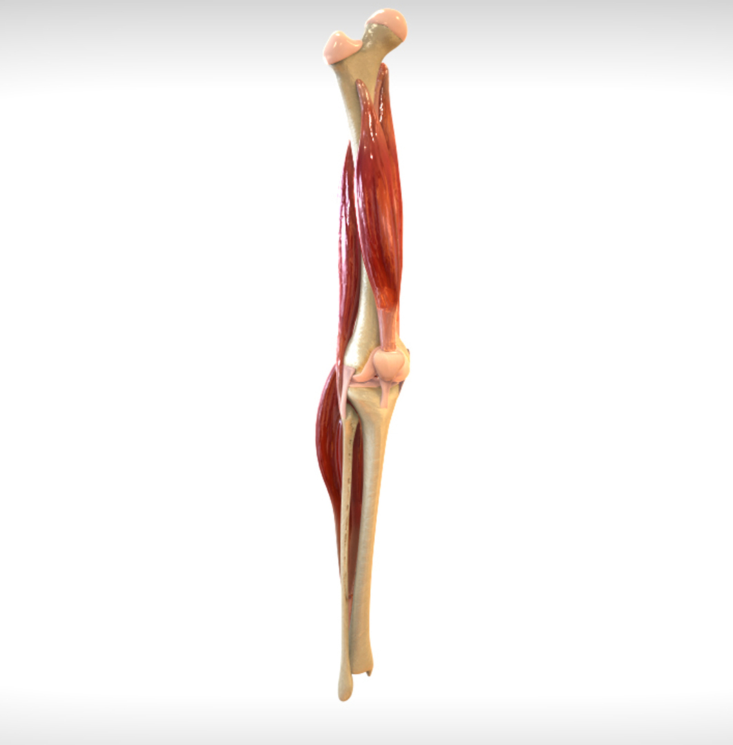 human knee joint anatomy animation 3d model