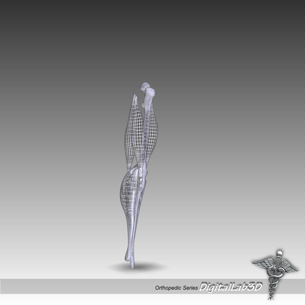 human knee joint anatomy animation 3d model