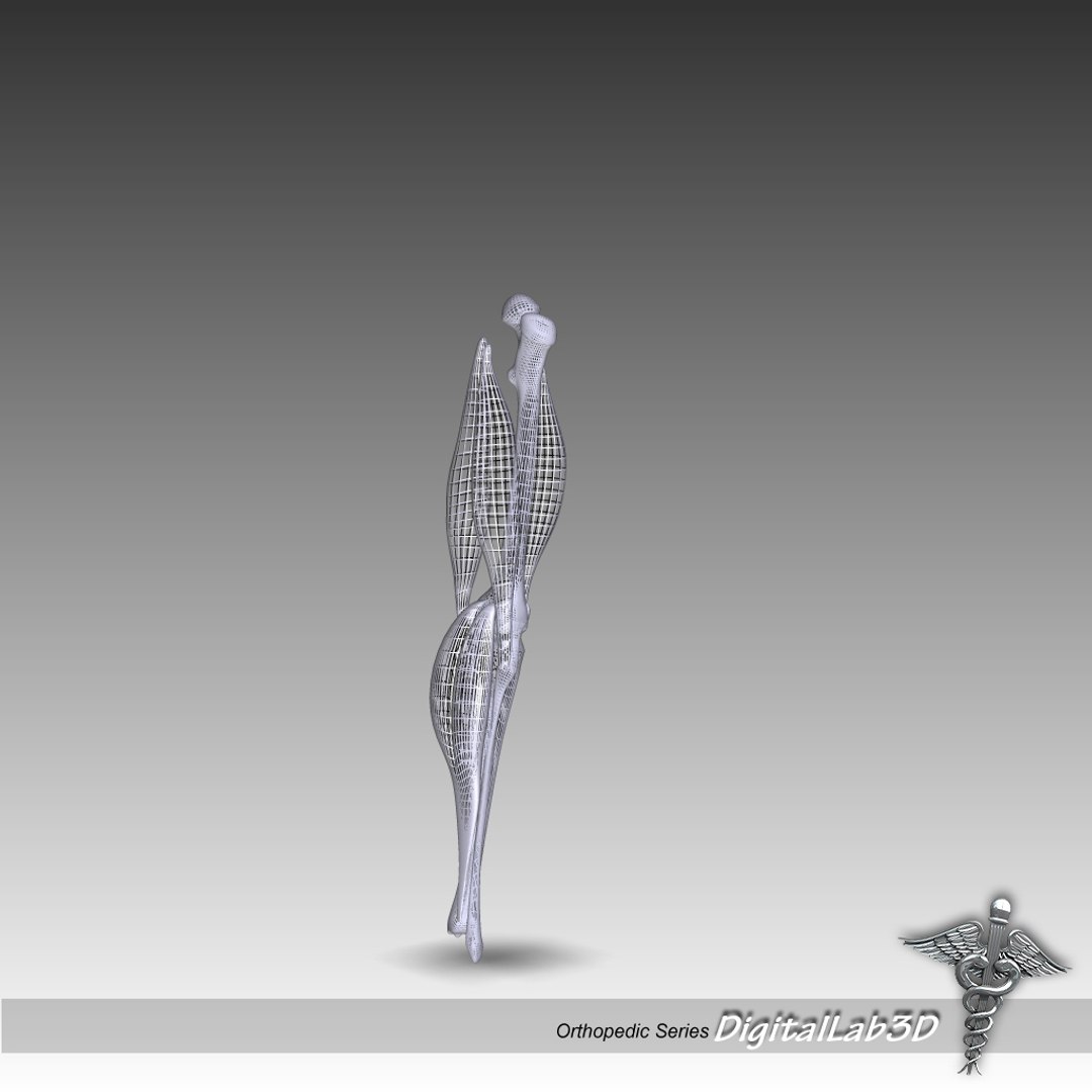 Human Knee Joint Anatomy Animation 3d Model