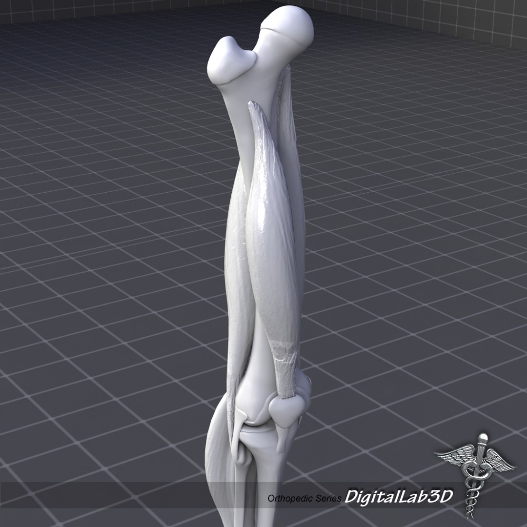 Human Knee Joint Anatomy Animation 3d Model
