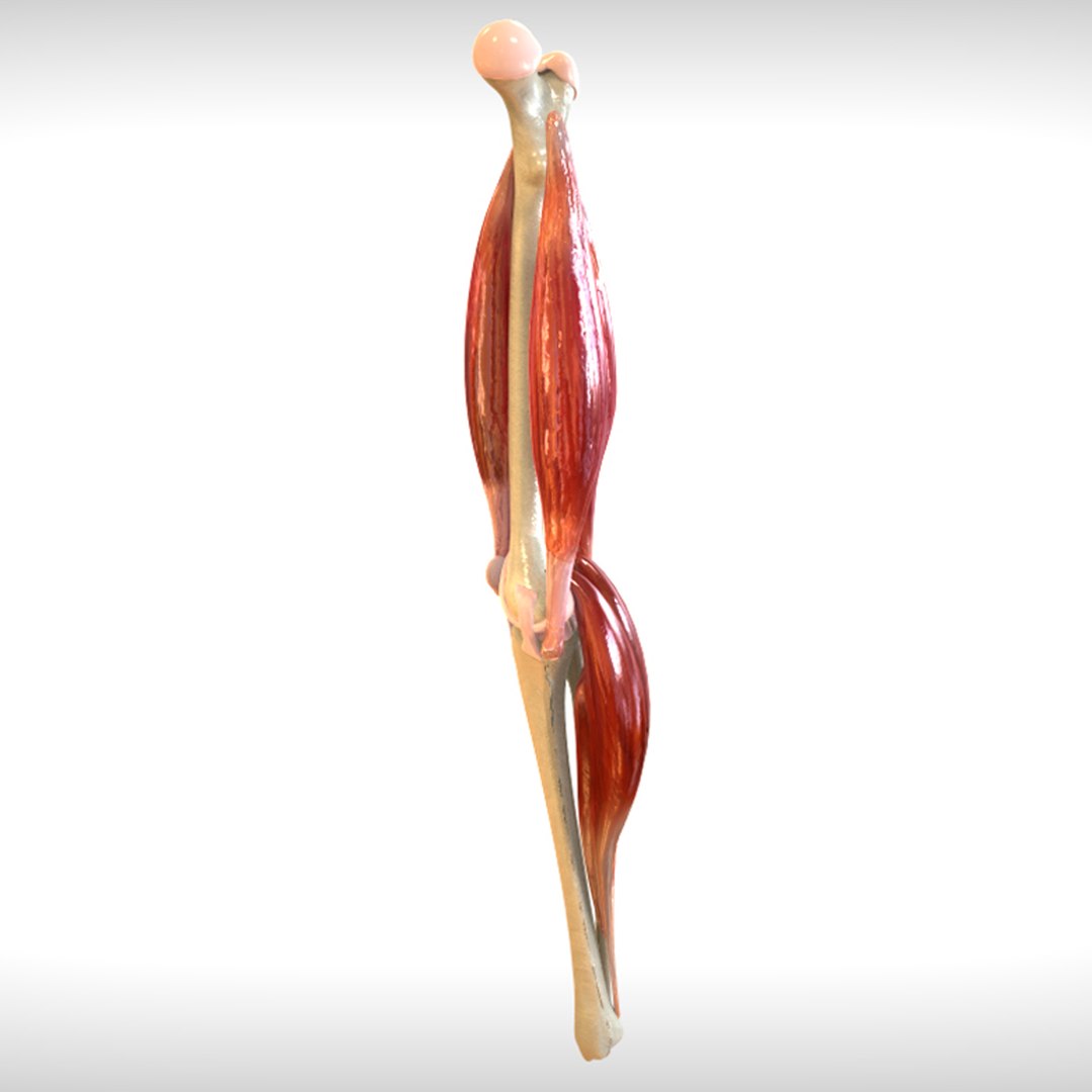 Human Knee Joint Anatomy Animation 3d Model