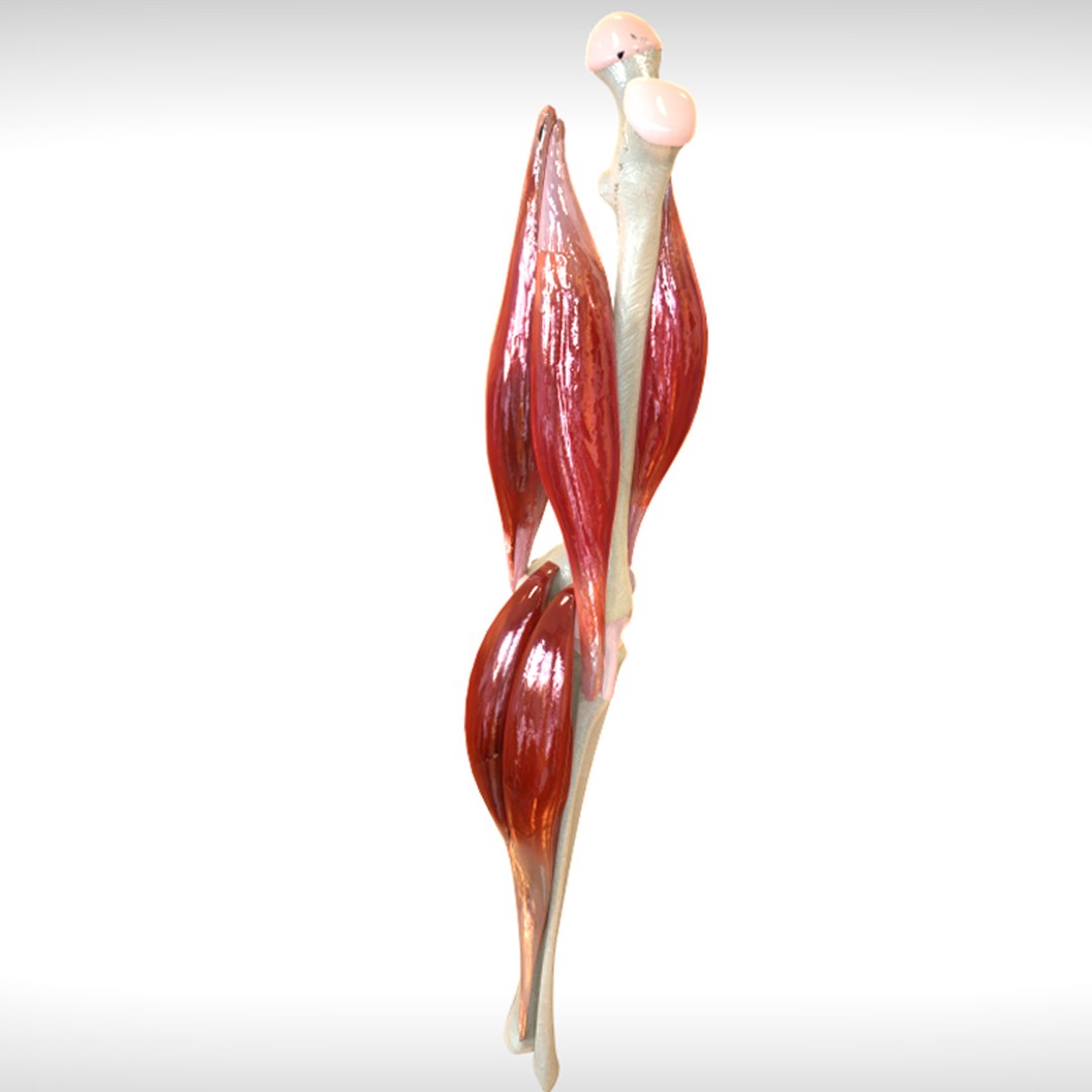 Human Knee Joint Anatomy Animation 3d Model