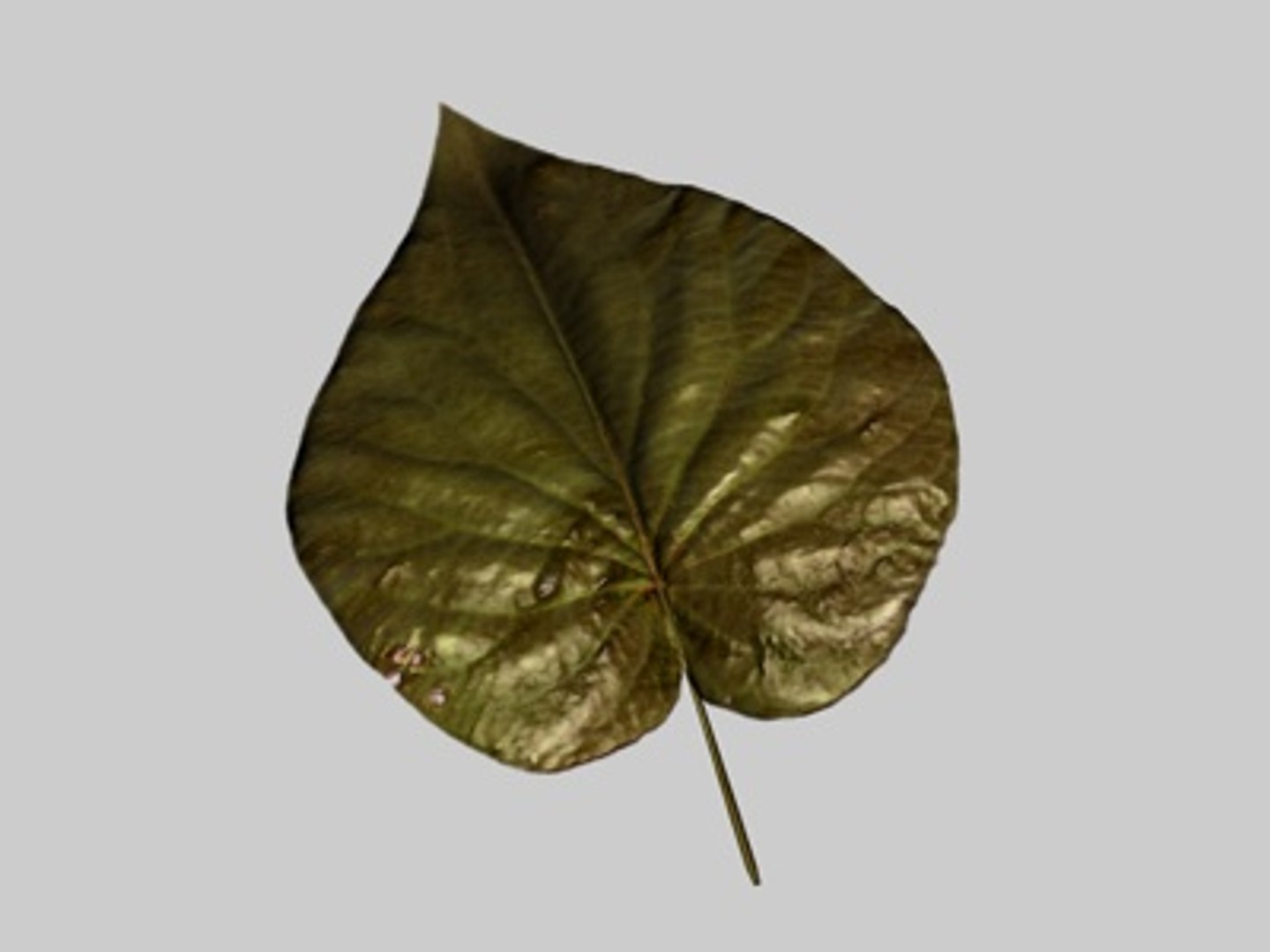 3d leaf model