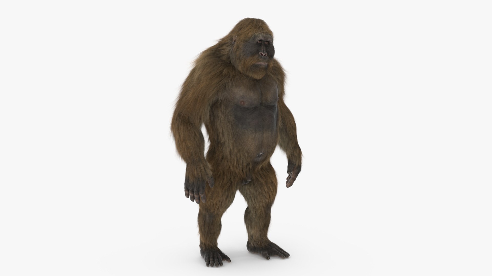 3D Gigantopithecus Fur Rigged Model - TurboSquid 2311874