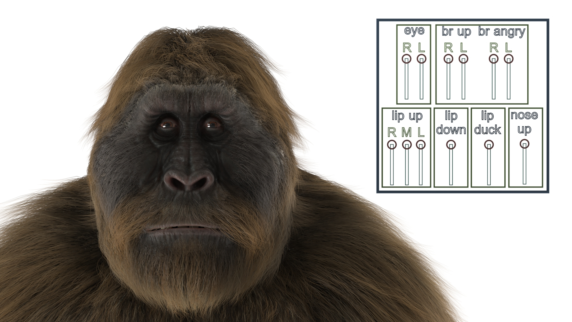 3D Gigantopithecus Fur Rigged Model - TurboSquid 2311874