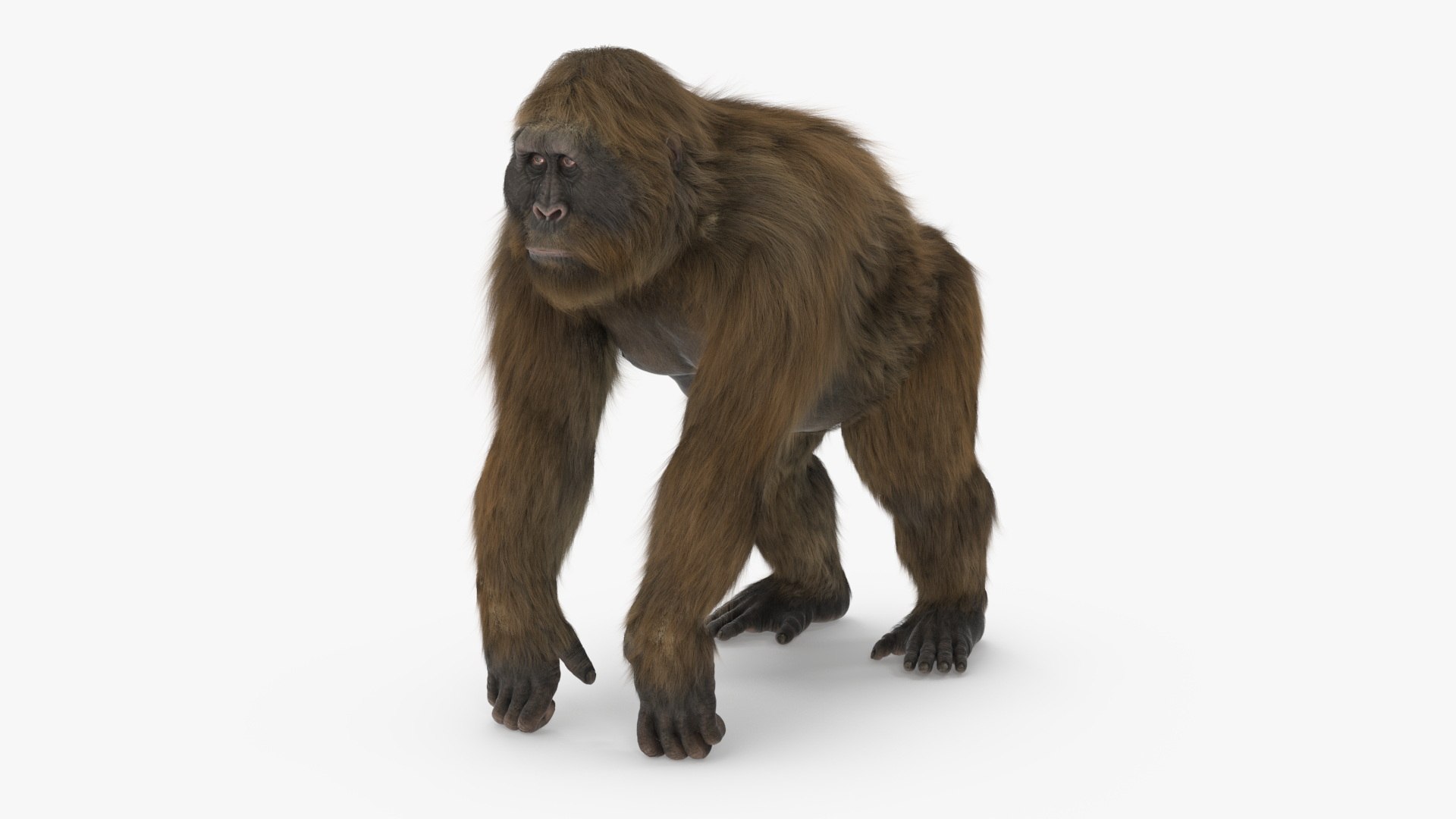 3D Gigantopithecus Fur Rigged Model - TurboSquid 2311874