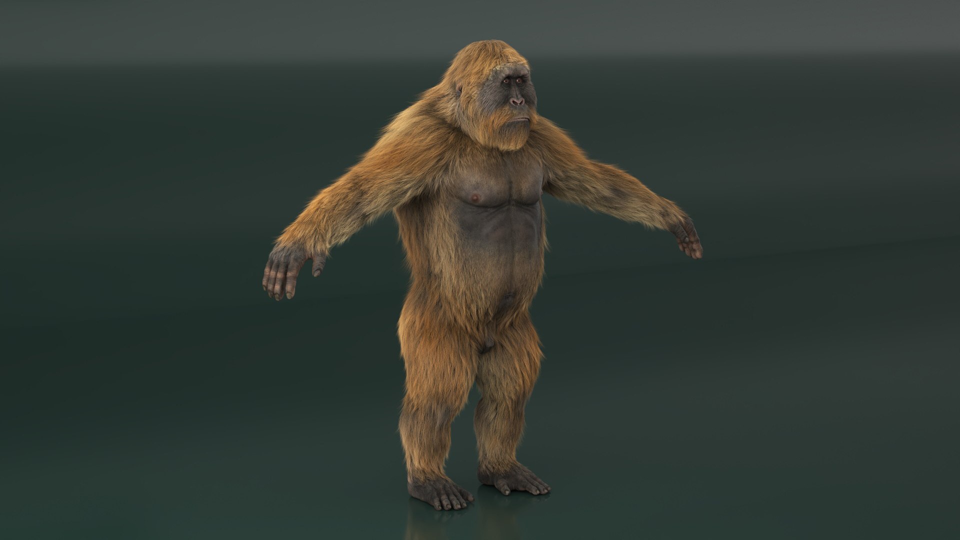 3D Gigantopithecus Fur Rigged Model - TurboSquid 2311874