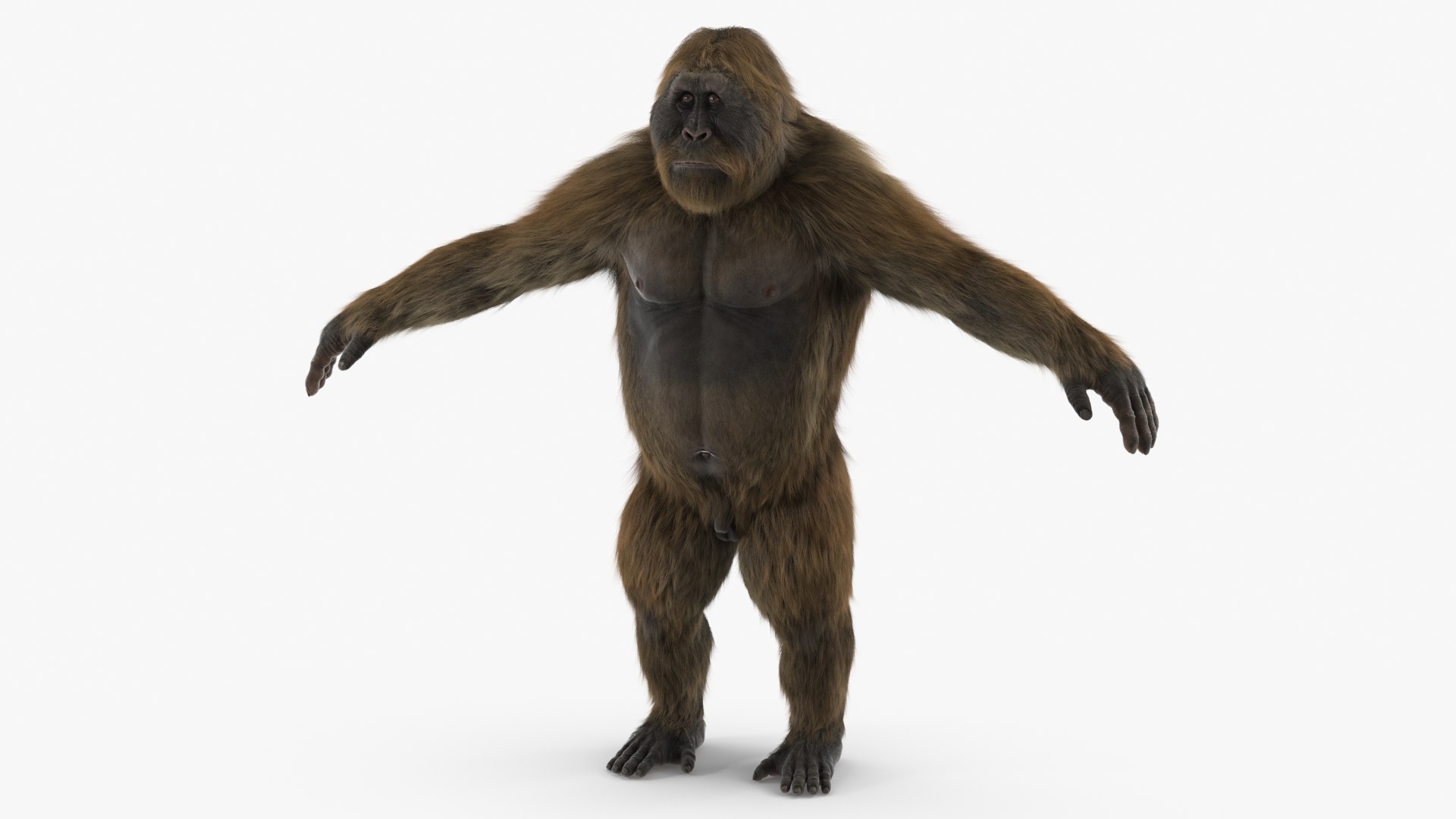 3D Gigantopithecus Fur Rigged Model - TurboSquid 2311874