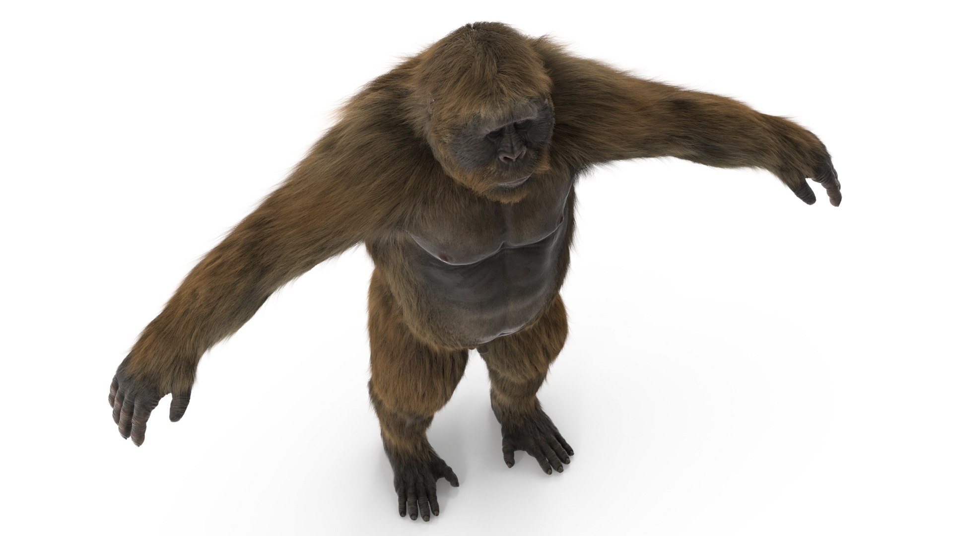 3D Gigantopithecus Fur Rigged Model - TurboSquid 2311874