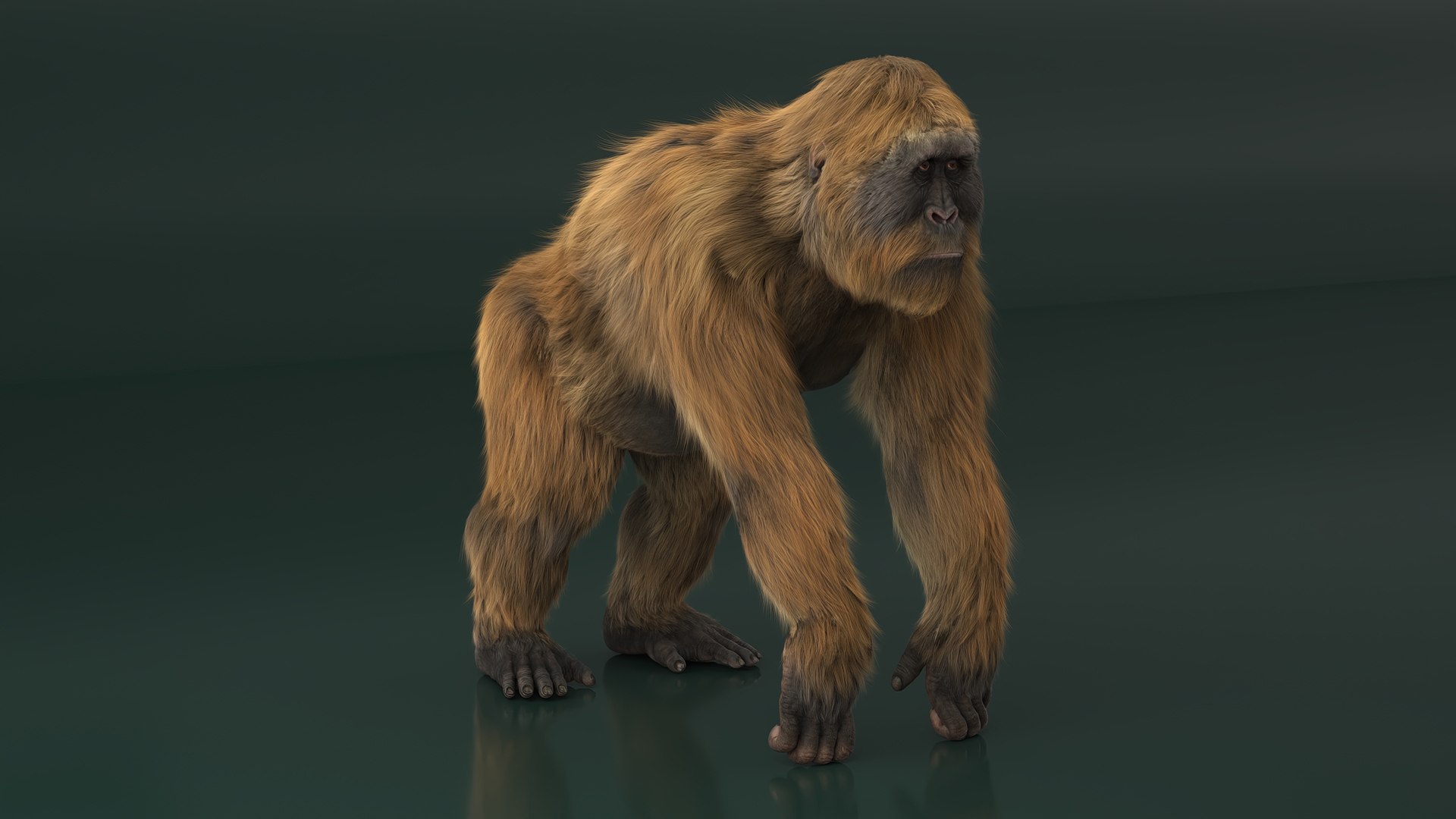3D Gigantopithecus Fur Rigged Model - TurboSquid 2311874