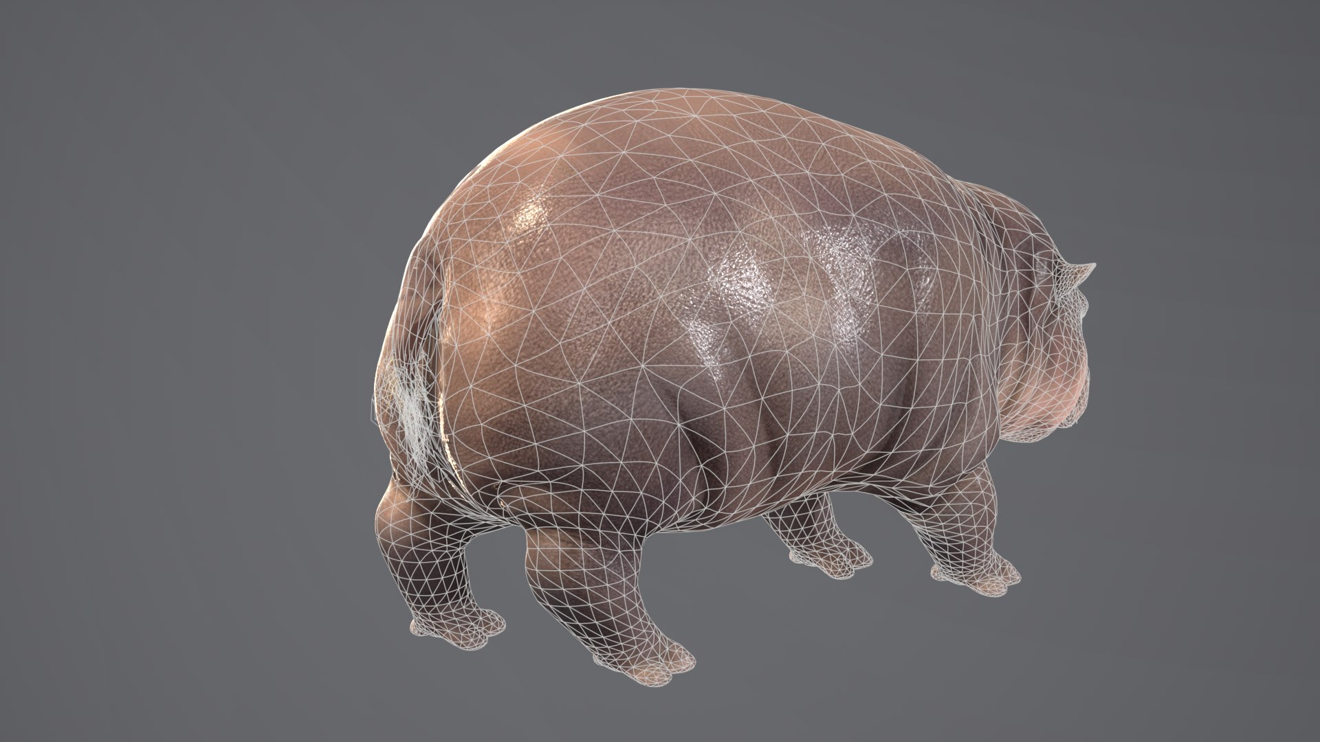 Baby Hippopotamus Rigged Animated Pygmy Common Hippo 3D - TurboSquid ...