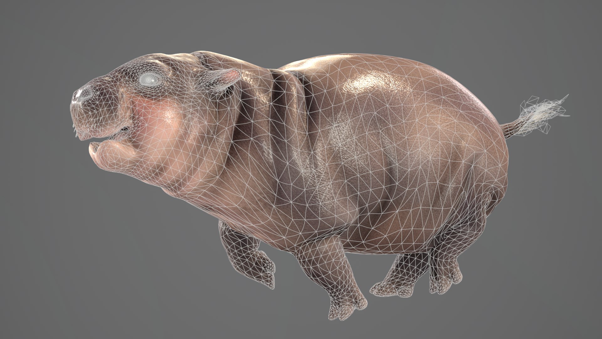 Baby Hippopotamus Rigged Animated Pygmy Common Hippo 3D - TurboSquid ...