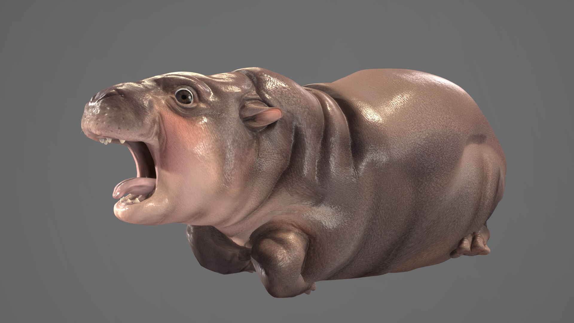 Baby Hippopotamus Rigged Animated Pygmy Common Hippo 3D - TurboSquid ...