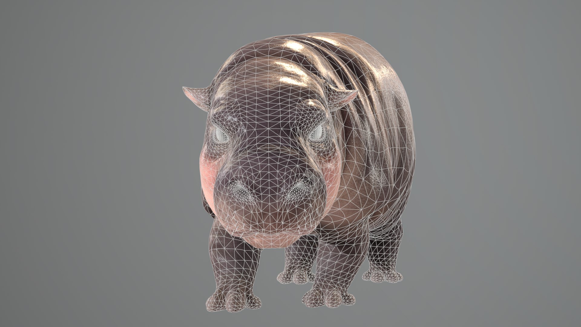 Baby Hippopotamus Rigged Animated Pygmy Common Hippo 3D - TurboSquid ...