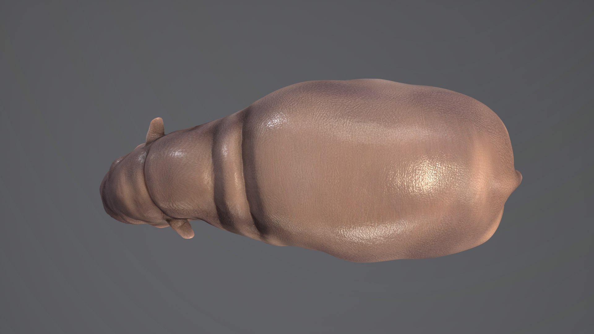 Baby Hippopotamus Rigged Animated Pygmy Common Hippo 3D - TurboSquid ...