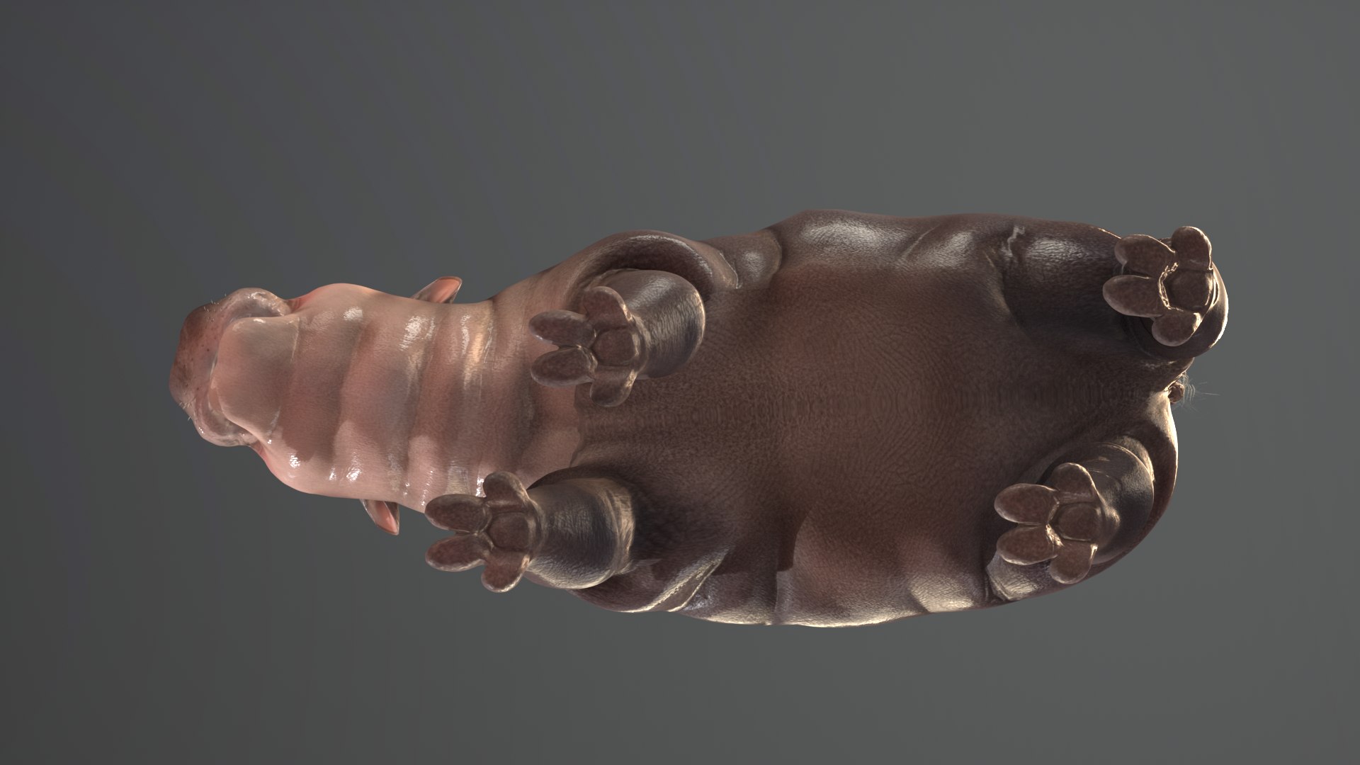 Baby Hippopotamus Rigged Animated Pygmy Common Hippo 3D - TurboSquid ...