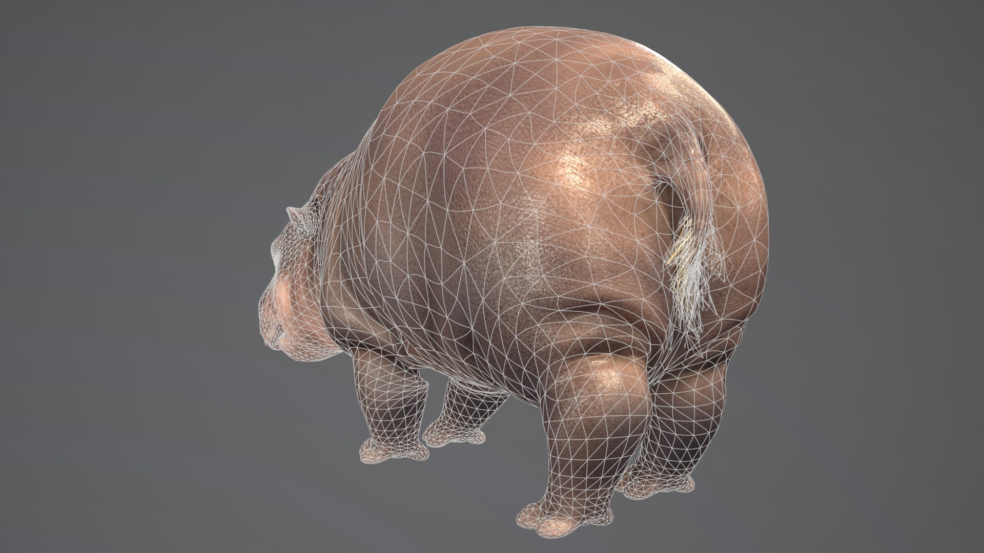 Baby Hippopotamus Rigged Animated Pygmy Common Hippo 3D - TurboSquid ...