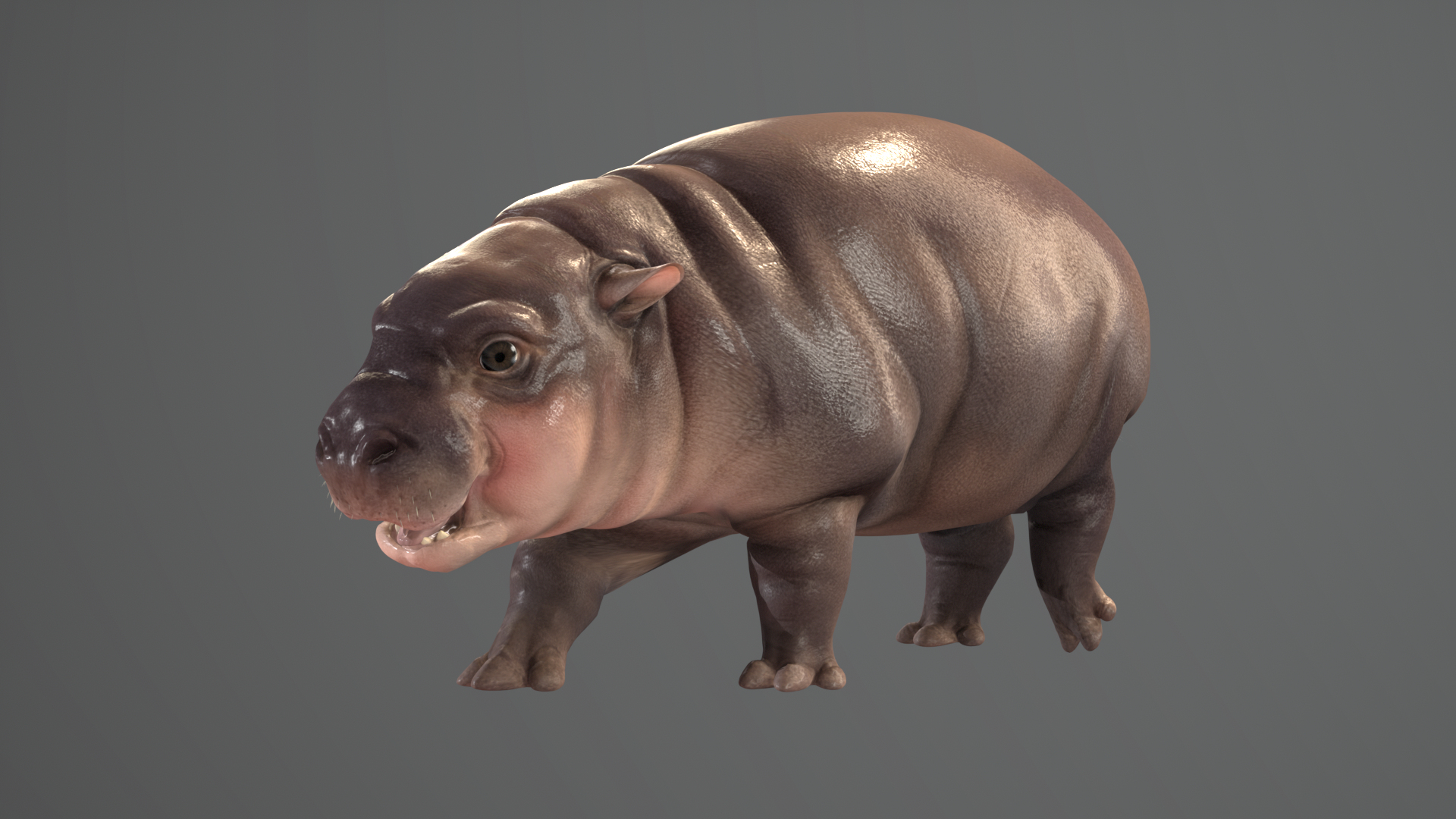 Baby Hippopotamus Rigged Animated Pygmy Common Hippo 3D - TurboSquid ...