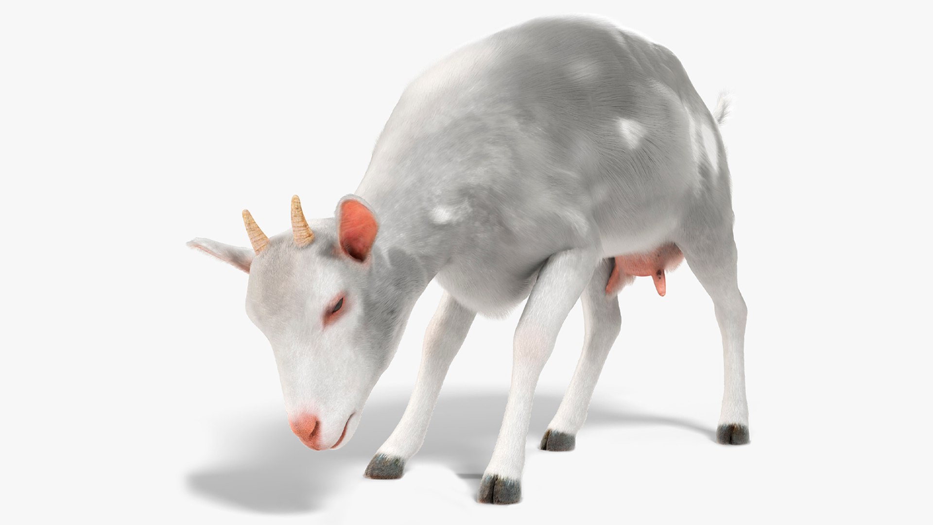 Modello 3D Pelliccia di capra da fattoria animata truccata per Blender ...