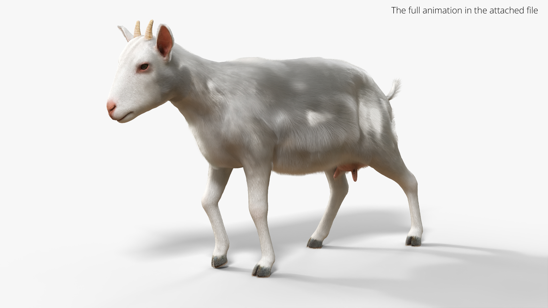 Farm Goat Animated Fur Rigged For Blender 3D Model - TurboSquid 2494061