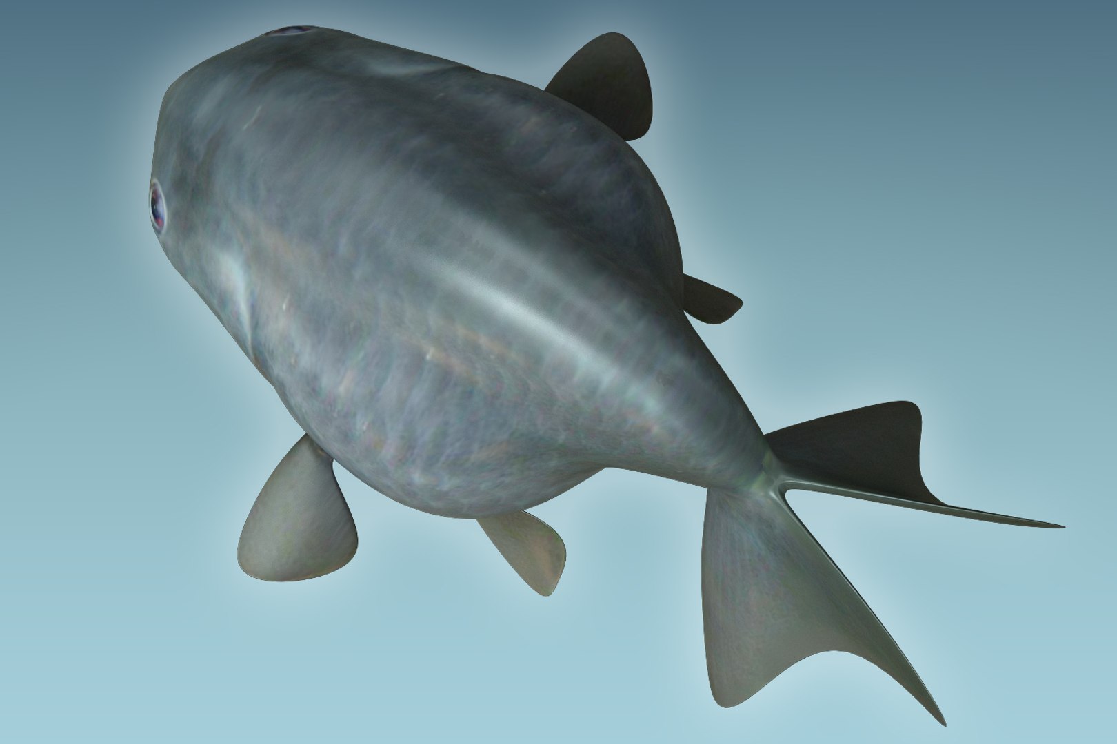 3D Rancu Fish - TurboSquid 1200761