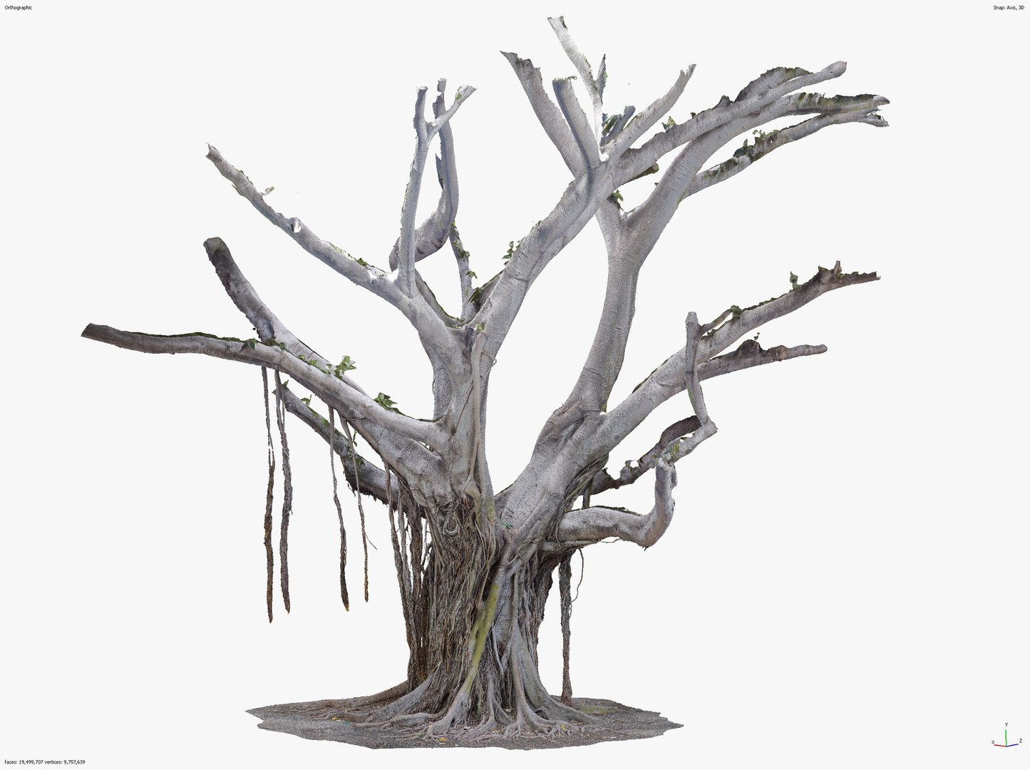 Giant Ficus Tree RAW 3D Scan 3 x 16k Textures 3D model - TurboSquid 1810633