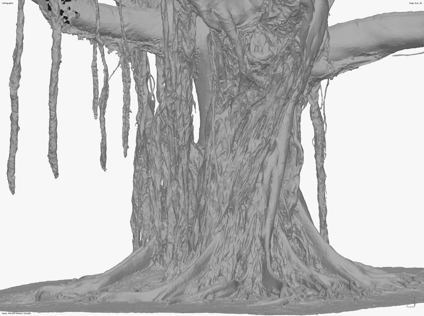 Giant Ficus Tree RAW 3D Scan 3 x 16k Textures 3D model - TurboSquid 1810633
