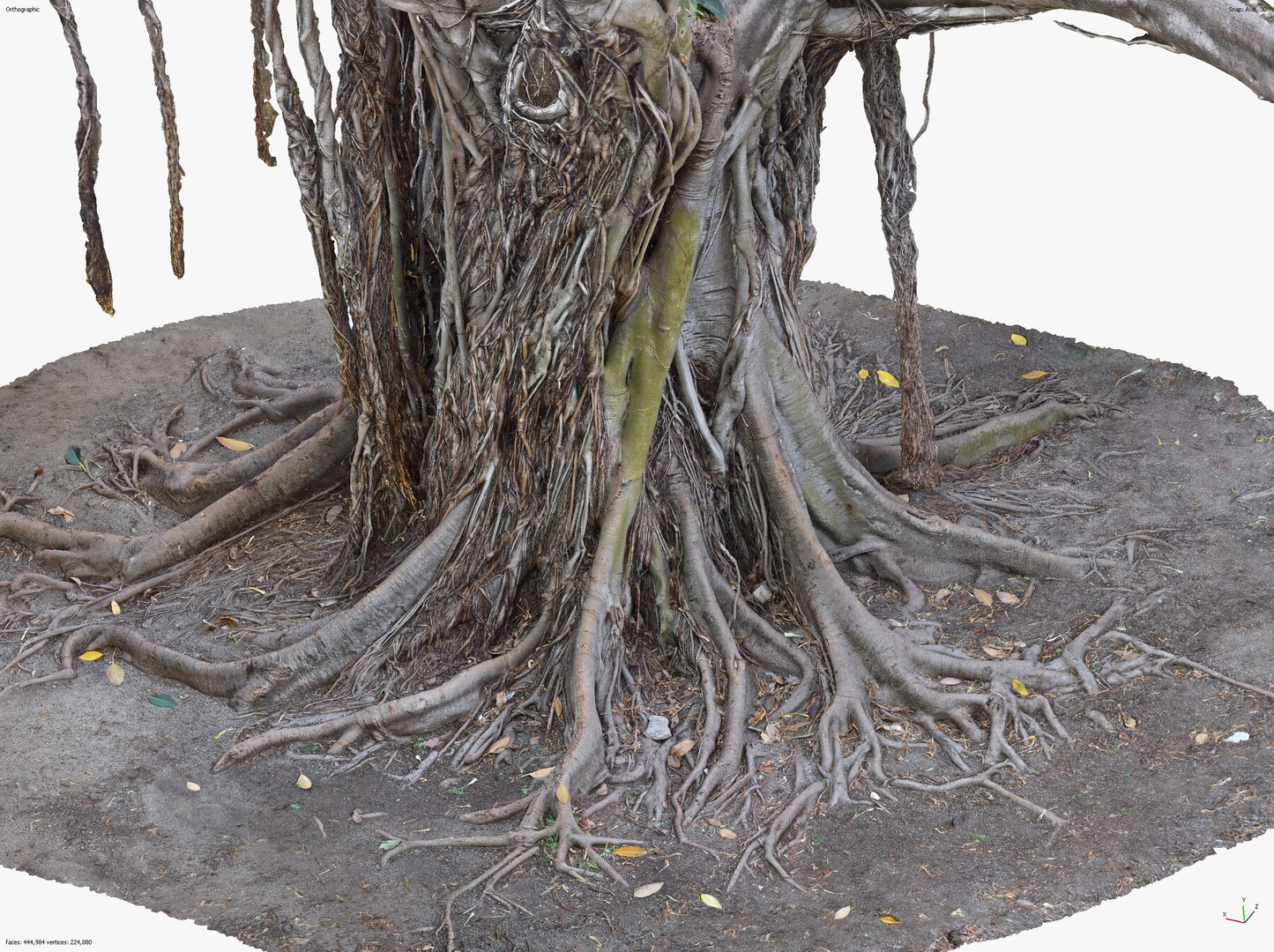 Giant Ficus Tree RAW 3D Scan 3 x 16k Textures 3D model - TurboSquid 1810633