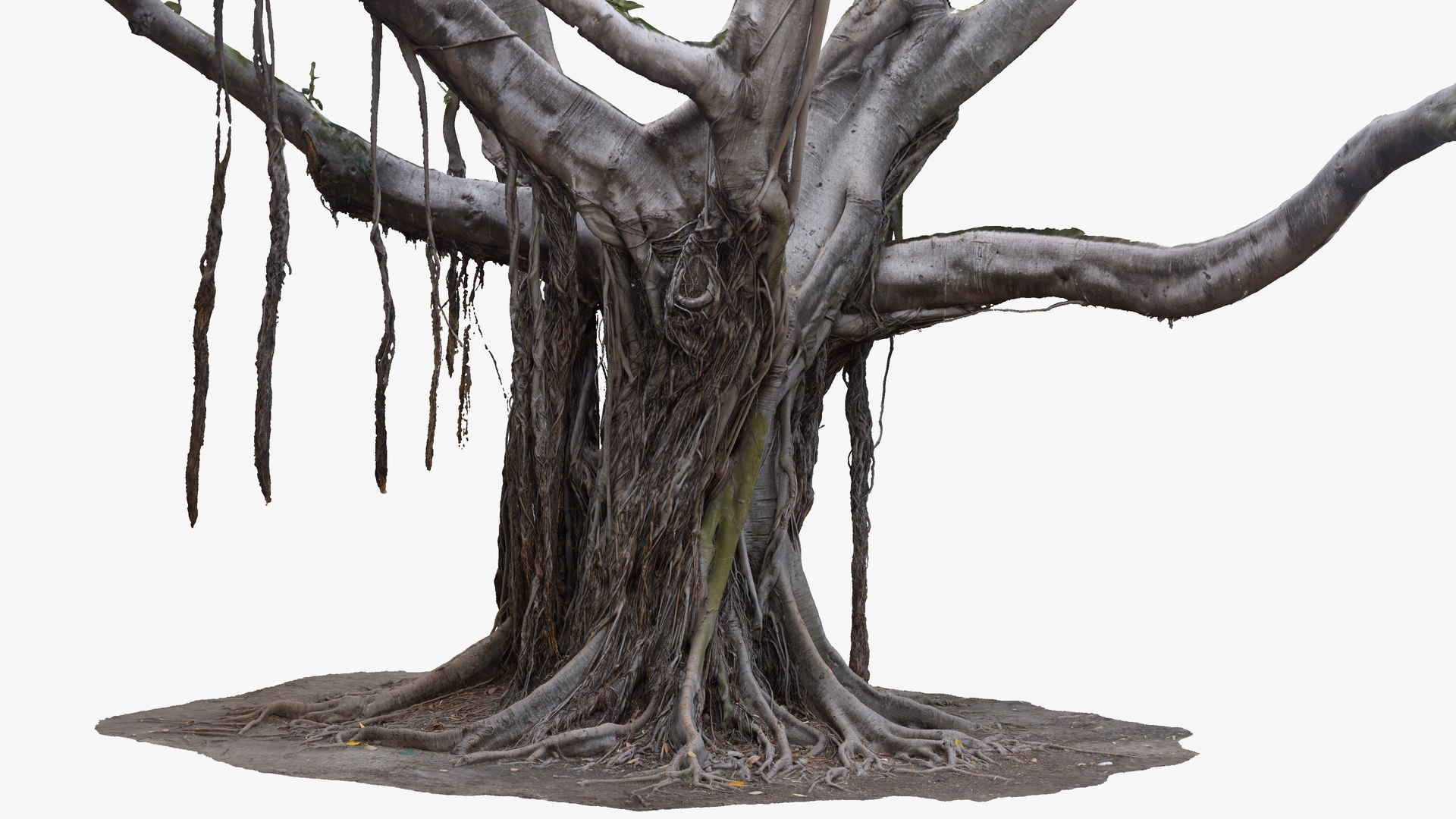 Giant Ficus Tree RAW 3D Scan 3 x 16k Textures 3D model - TurboSquid 1810633
