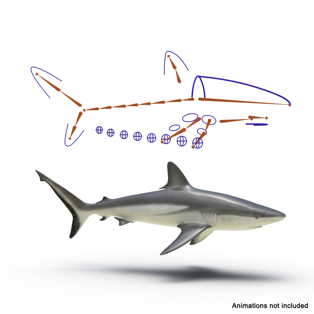3d Grey Reef Shark Rigged