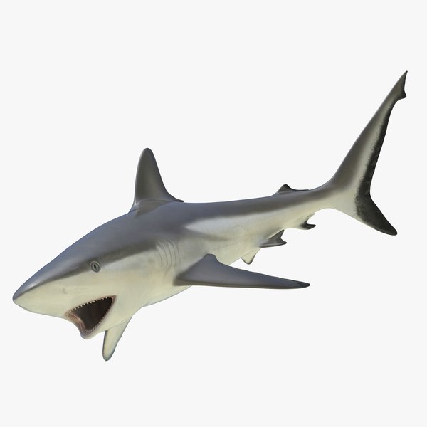 Reef Shark 3D Models for Download | TurboSquid