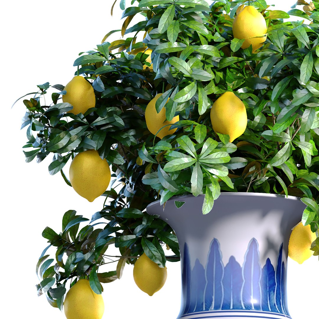 Lemon Tree In A Chinese Vase Pot Decorative Citrus Houseplant Model ...