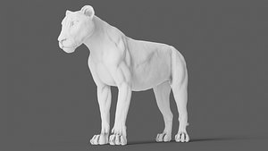 3D sculpture lion anatomy skeleton model - TurboSquid 1563765