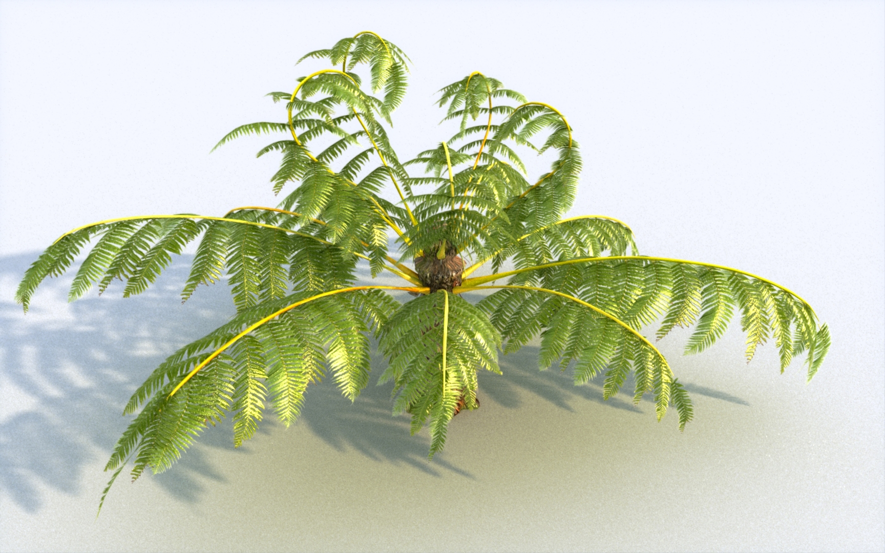 Fern tree scan 3D - TurboSquid 1674648