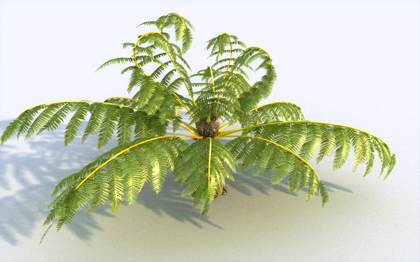 Fern tree scan 3D - TurboSquid 1674648