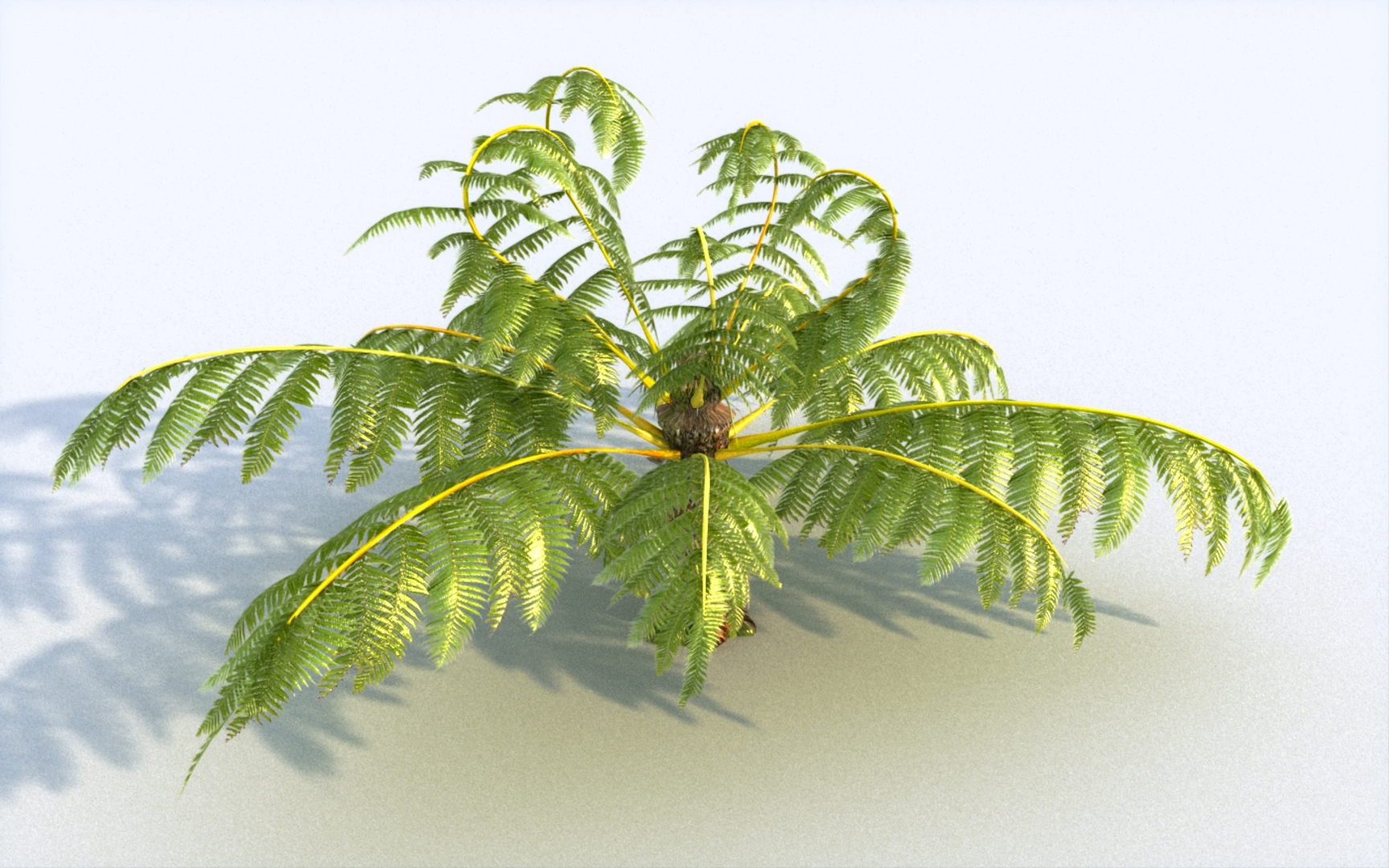 Fern tree scan 3D - TurboSquid 1674648