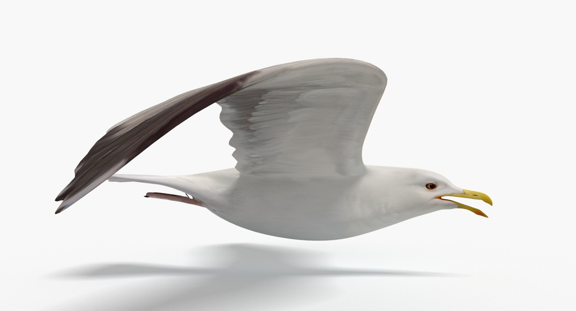 3d Seagull Flying Animation Model