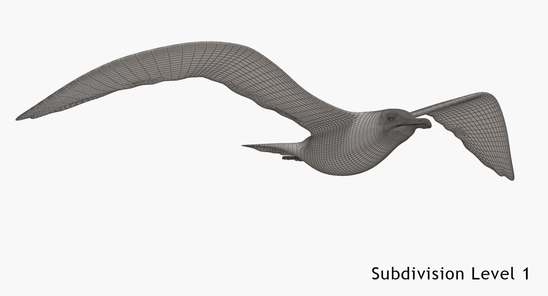 3d Seagull Flying Animation Model