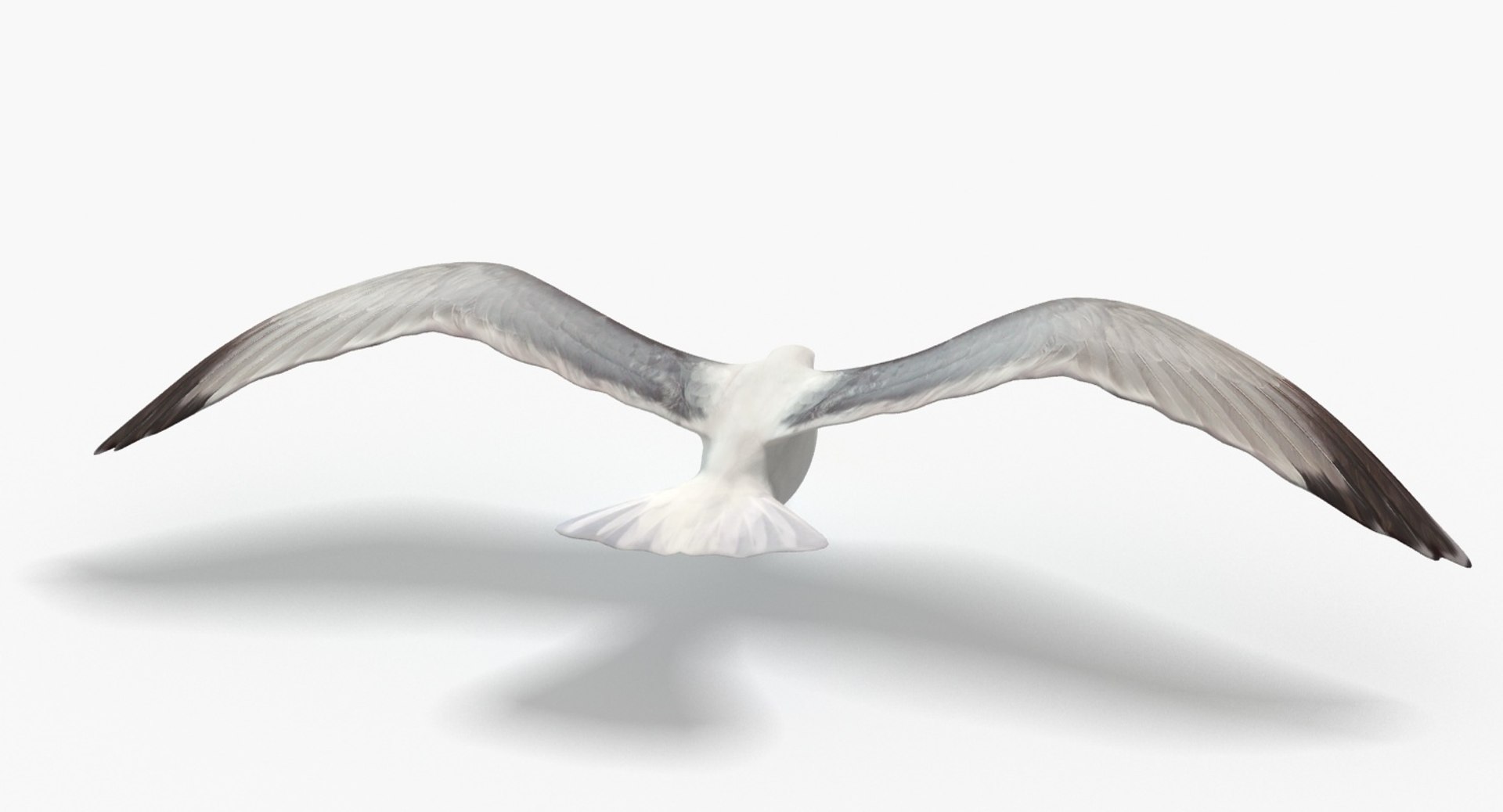 3d Seagull Flying Animation Model