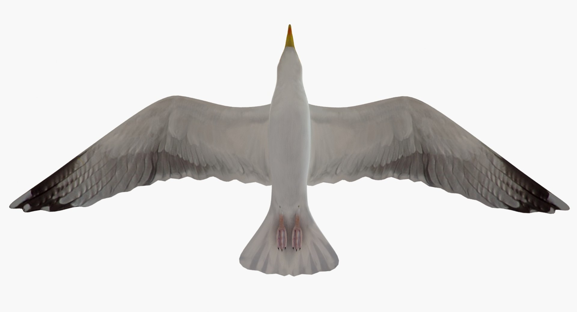 3d Seagull Flying Animation Model