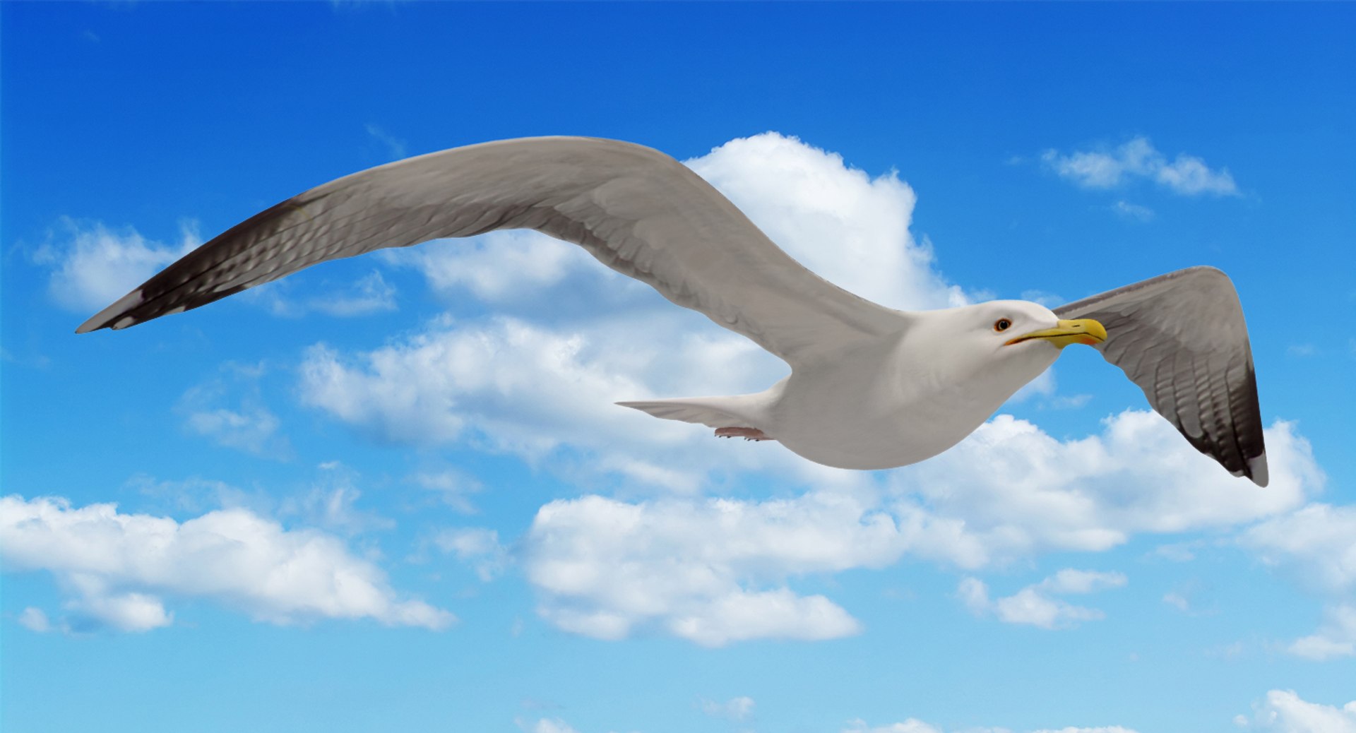 3d seagull flying animation model